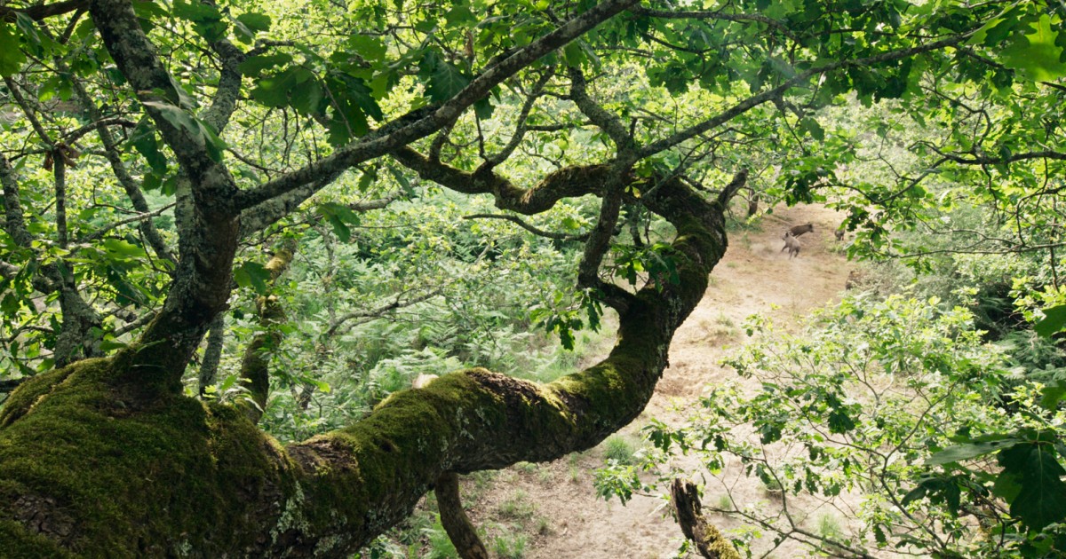 LE CHÊNE (HEART OF OAK) | Sitges Film Festival